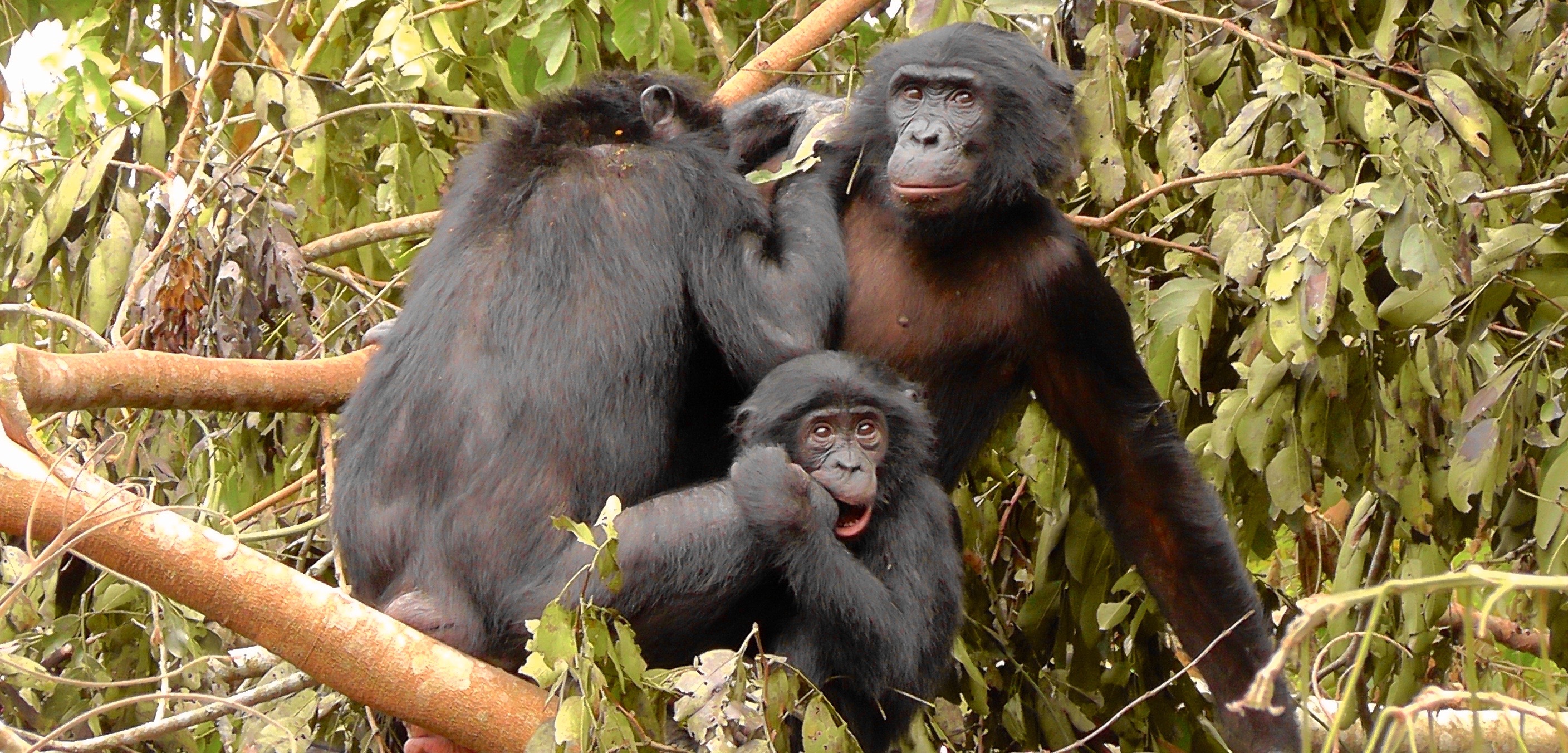 Version 2 – The Great Ape Dictionary